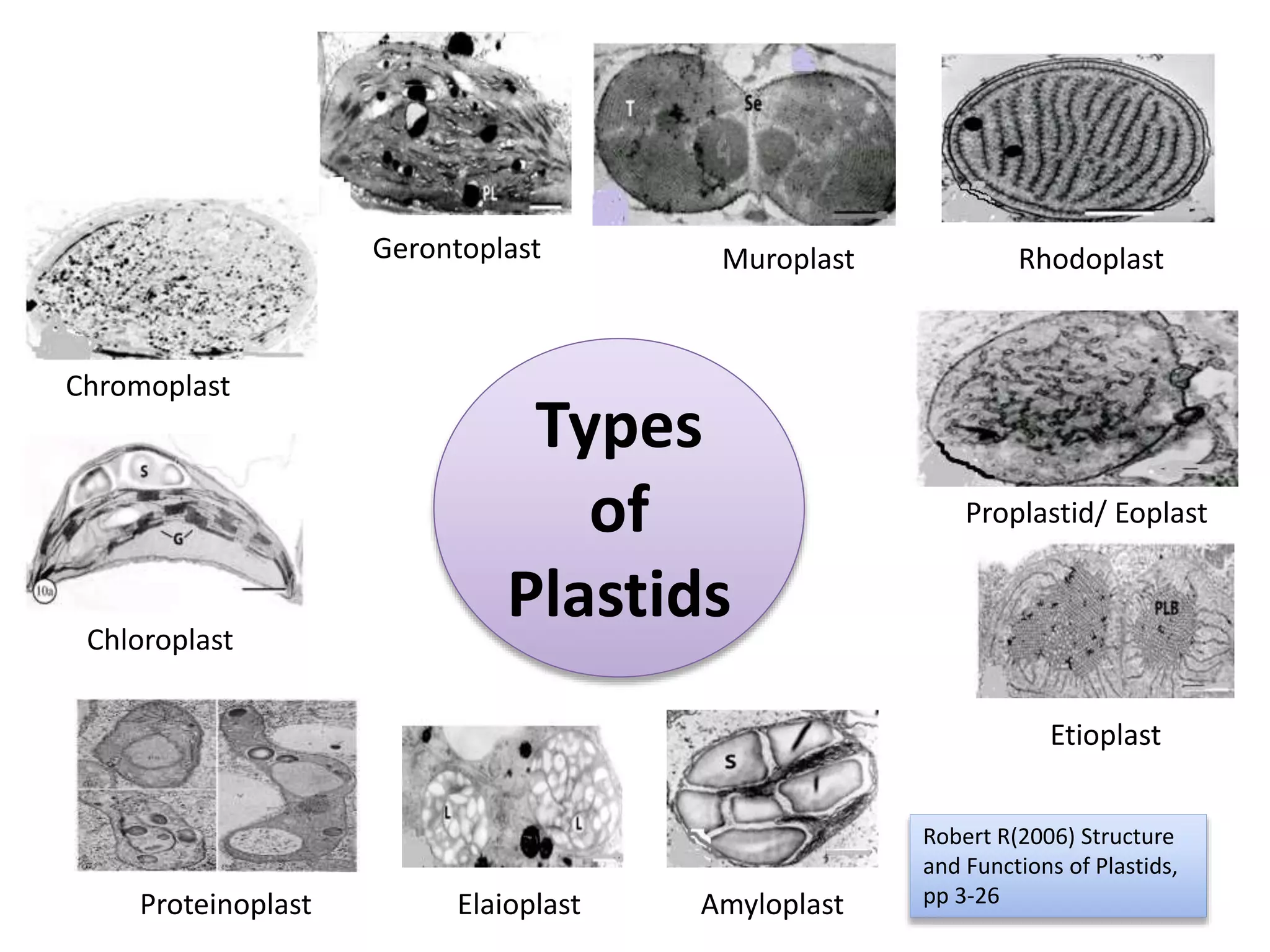 Plastids transformation | PPTX
