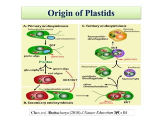 Plastids transformation | PPTX