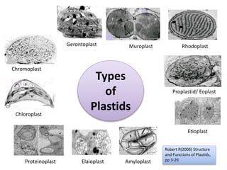 Plastids transformation | PPTX