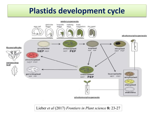 Plastids transformation | PPTX