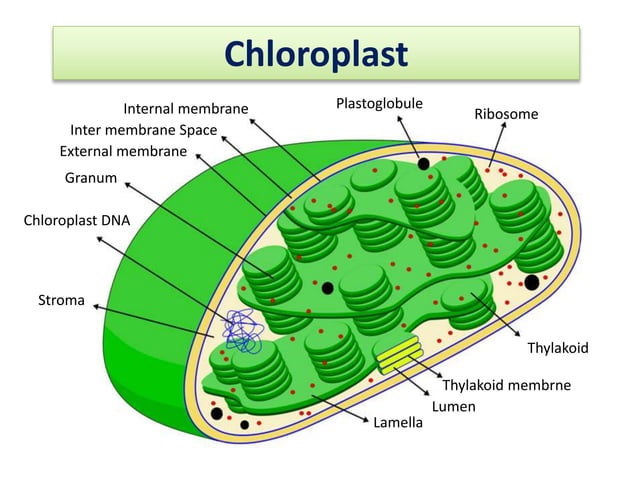 Plastids transformation | PPTX