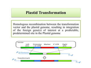 Plastids transformation | PPTX