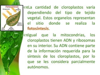 Plastos ó Plastidios | PPTX