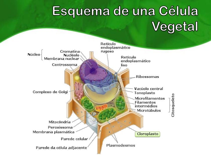 Diagrama De Plastidios Chloroplast Drawing And Labeling
