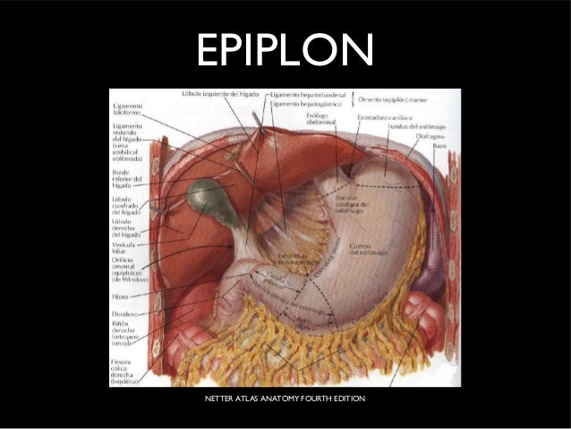 Plastron apendicular