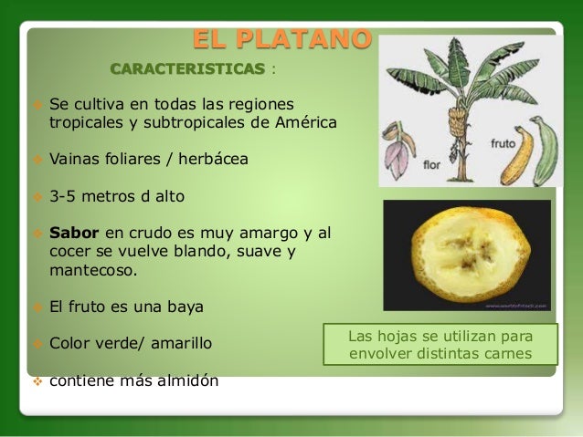Platano