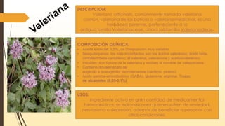 Platas medicinales | PPTX