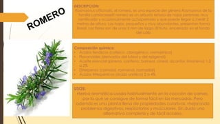 Platas medicinales | PPTX