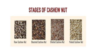 Plat design on cashew processing | PPTX