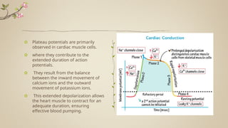 Plateau Potential -importance of pp_1.pptx