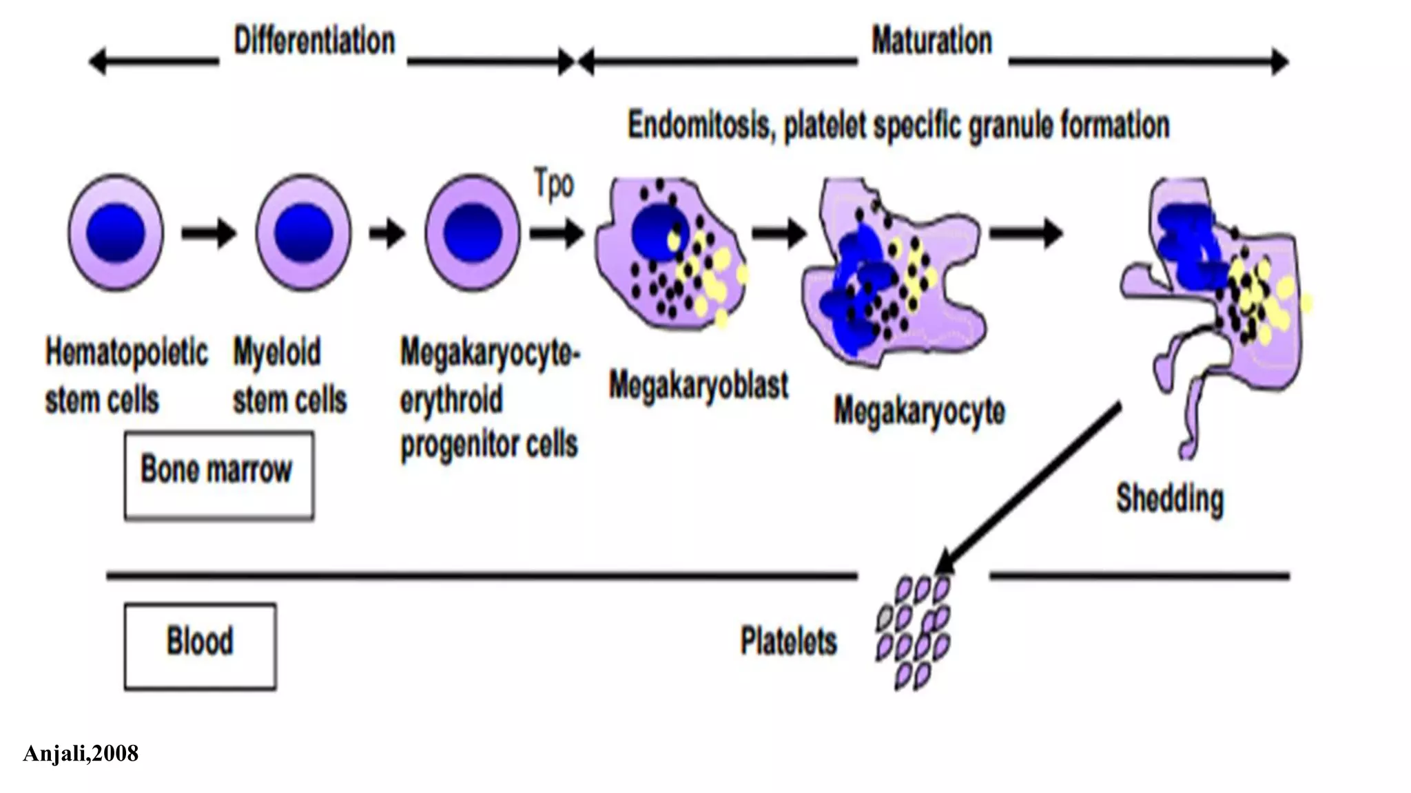 Platelet | PPT