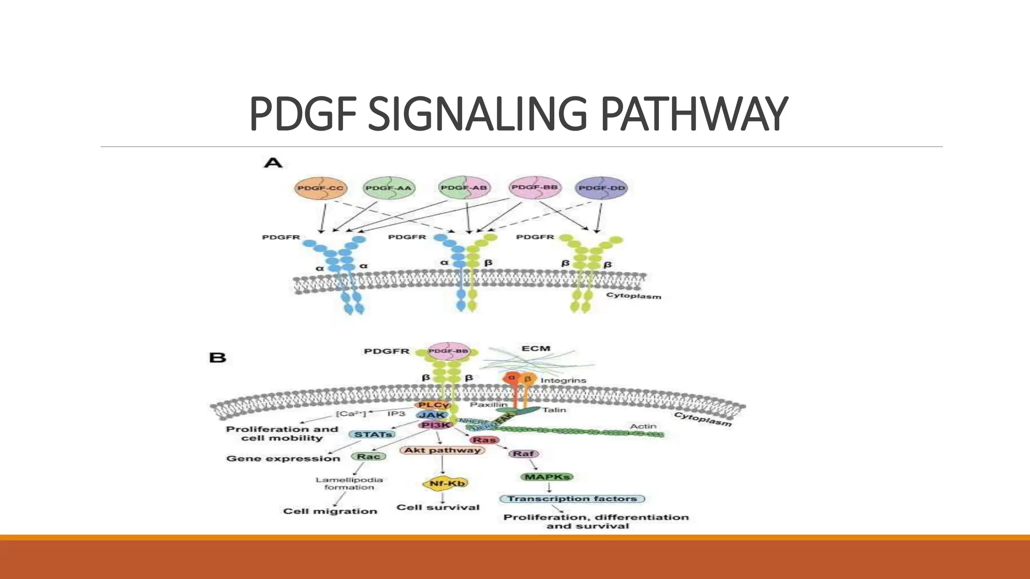 PLATELET-DERIVED GROWTH FACTOR RECEPTOR GROUP WORK.pptx