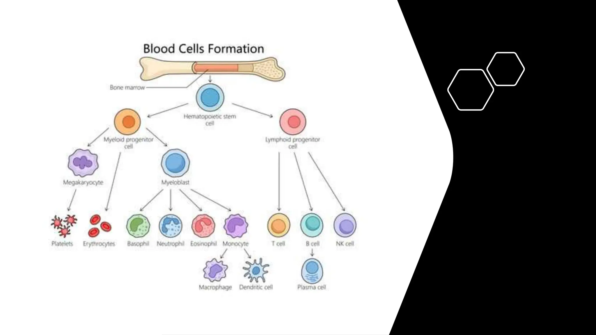 PLATELET-PRODUCTIONSTRUCTURE-AND-FUNCTION.pdf
