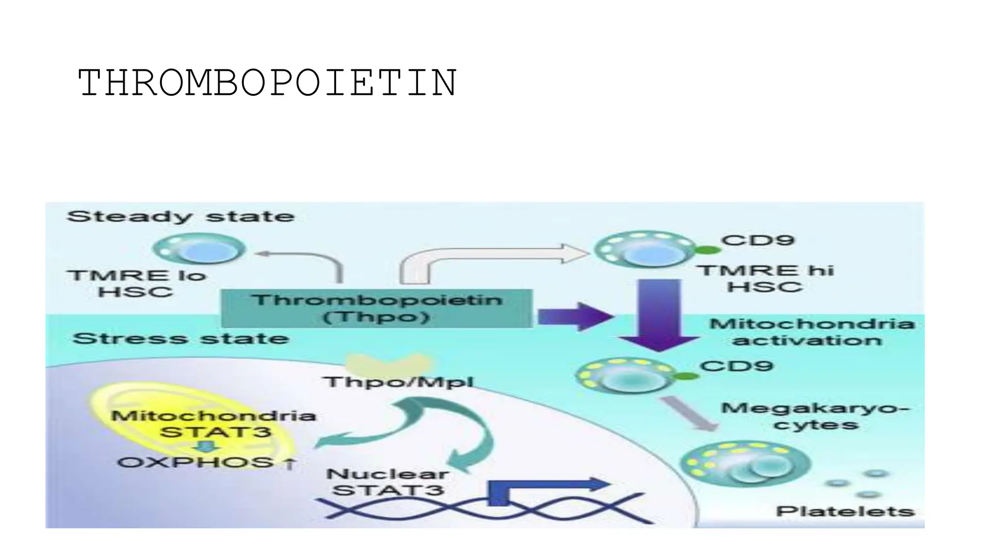 PLATELET-PRODUCTIONSTRUCTURE-AND-FUNCTION.pdf