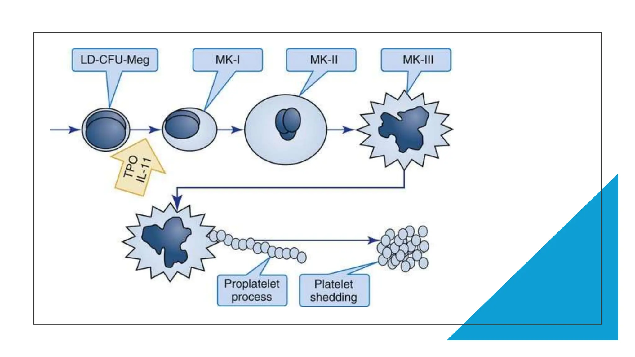 PLATELET-PRODUCTIONSTRUCTURE-AND-FUNCTION.pdf