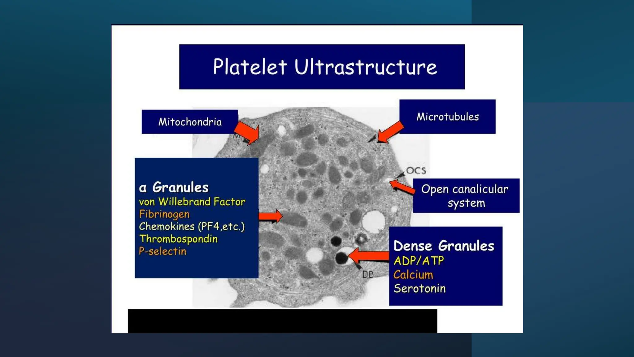 PLATELET-PRODUCTIONSTRUCTURE-AND-FUNCTION.pdf