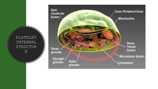 PLATELET-PRODUCTIONSTRUCTURE-AND-FUNCTION.pdf