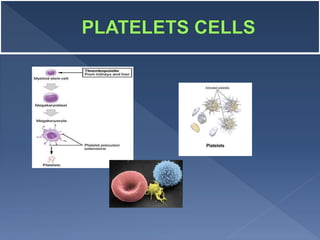 Platelet cell | PPT | Free Download