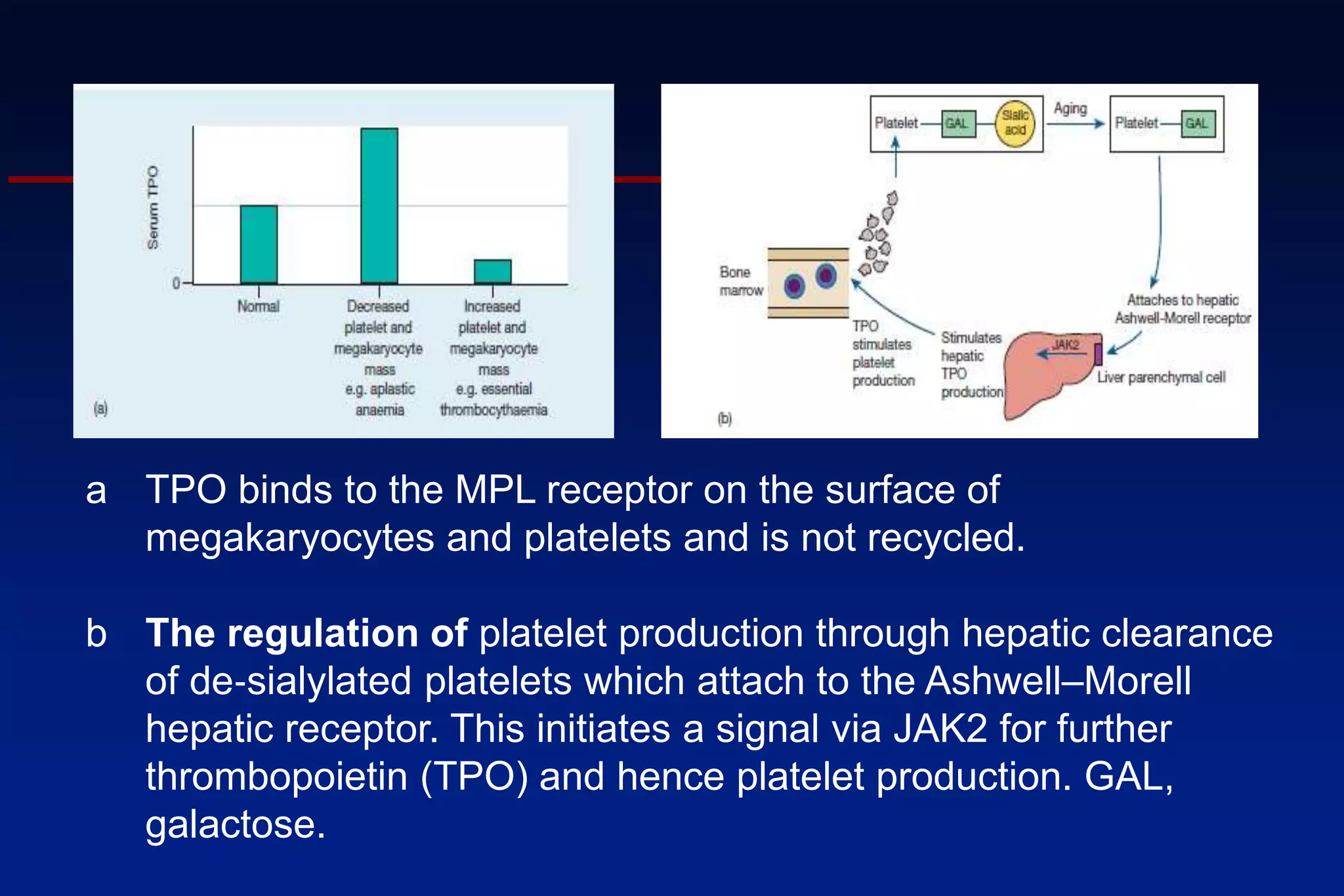 Platelet and coagulation post graduate lecture | PPTX