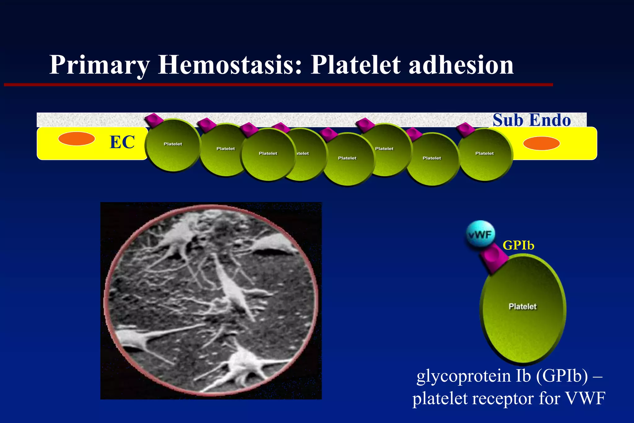 Platelet and coagulation post graduate lecture | PPTX
