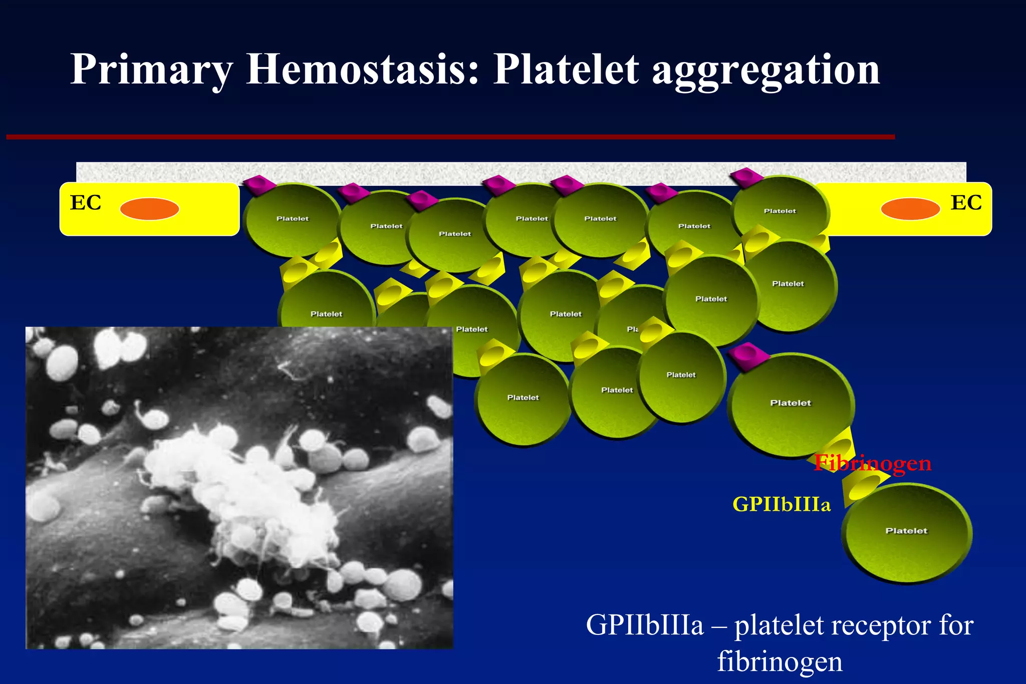 Platelet and coagulation post graduate lecture | PPTX