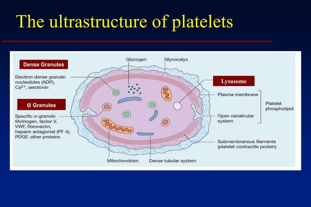 Platelet and coagulation post graduate lecture | PPTX