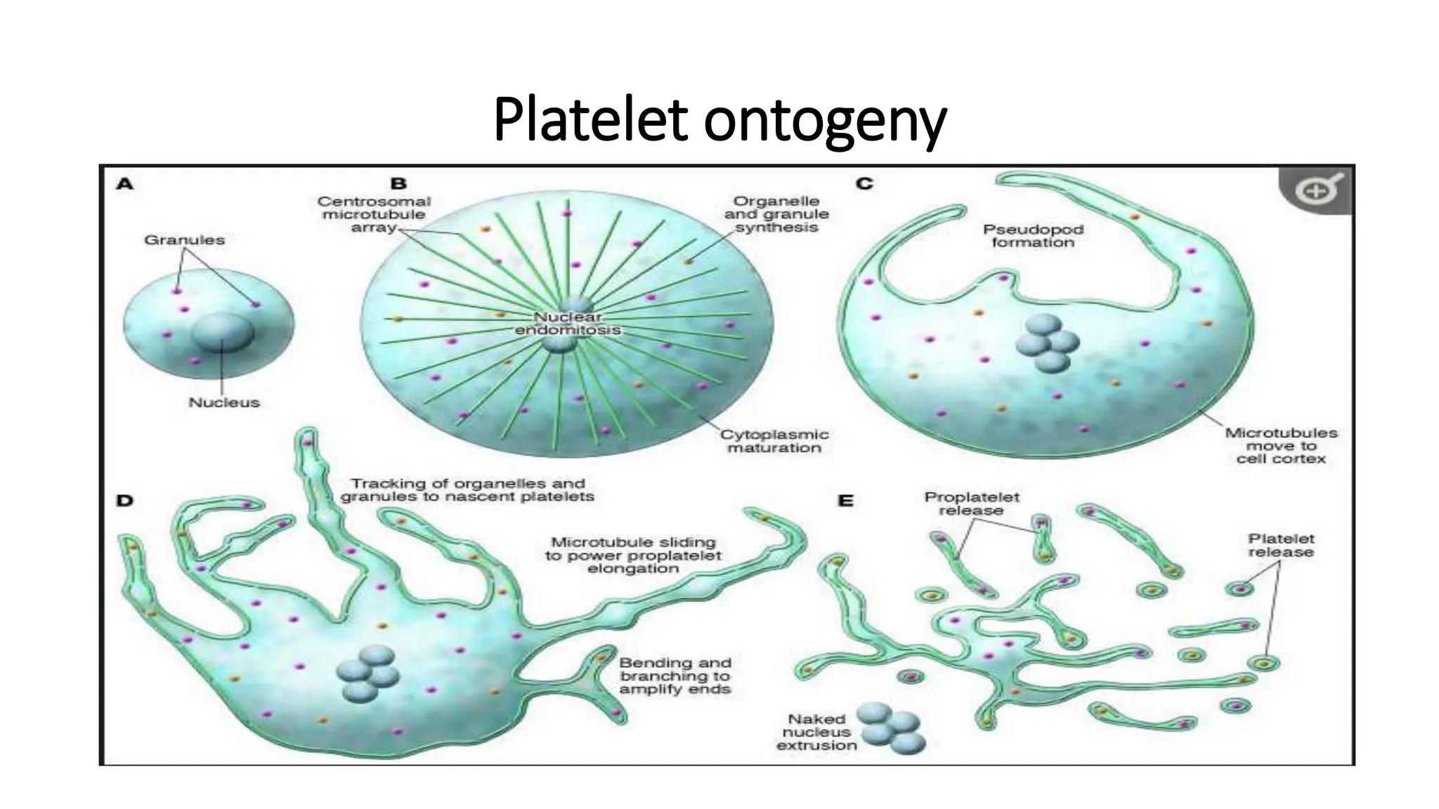 Platelet Function Disorders Assessment And Testingpptx