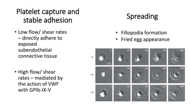 Platelet Function Disorders Assessment And Testingpptx