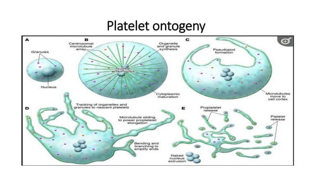 Platelet Function Disorders Assessment And Testingpptx