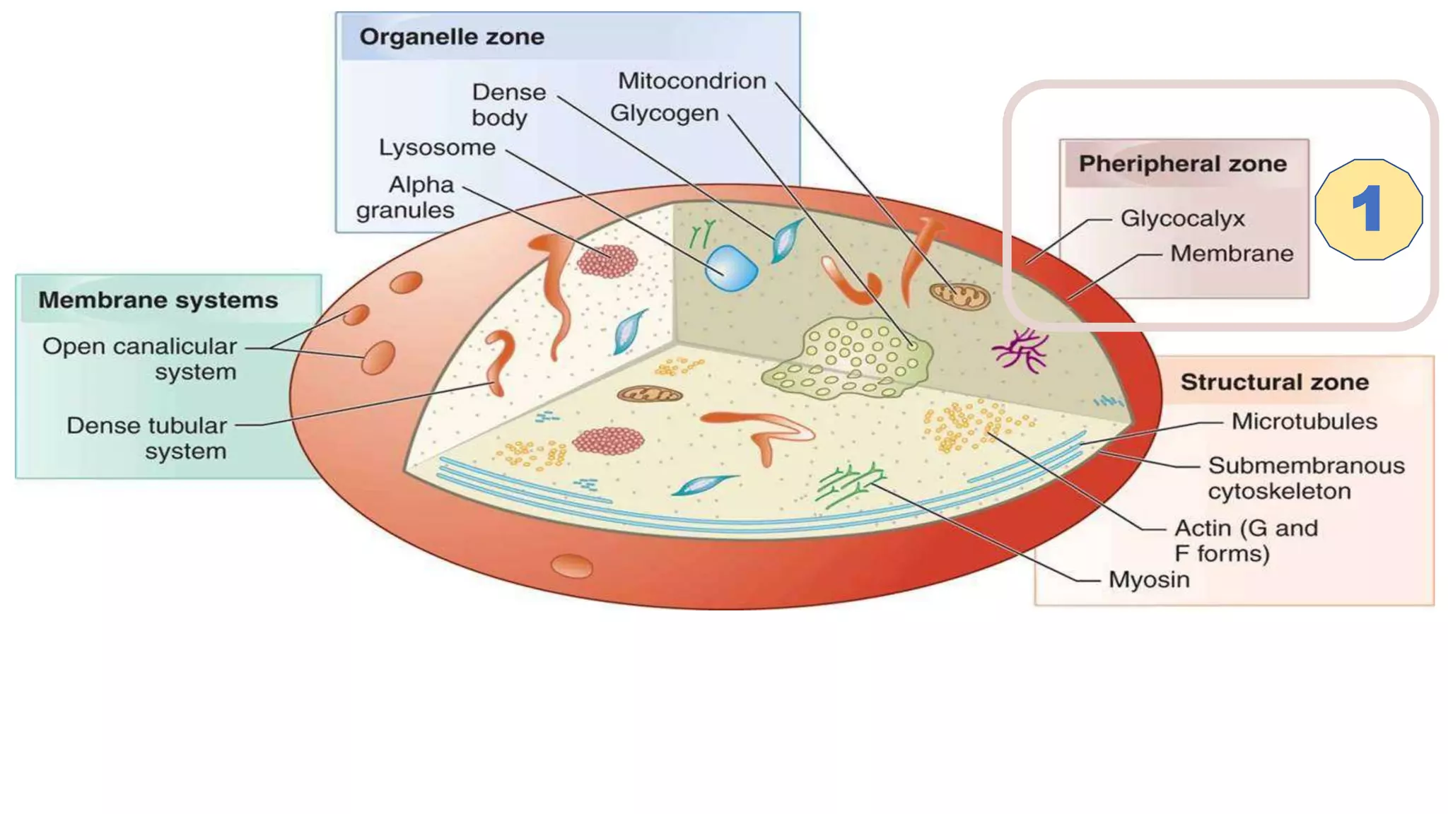 Platelet Function Tests | PPTX
