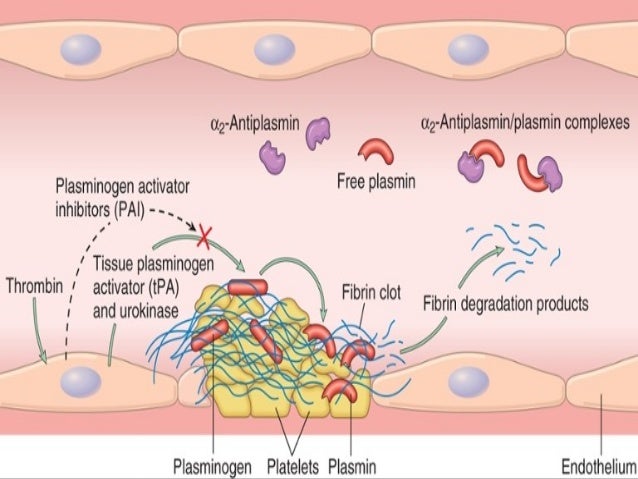 Platelets Cells Diagram