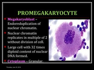 Promegakaryocyte