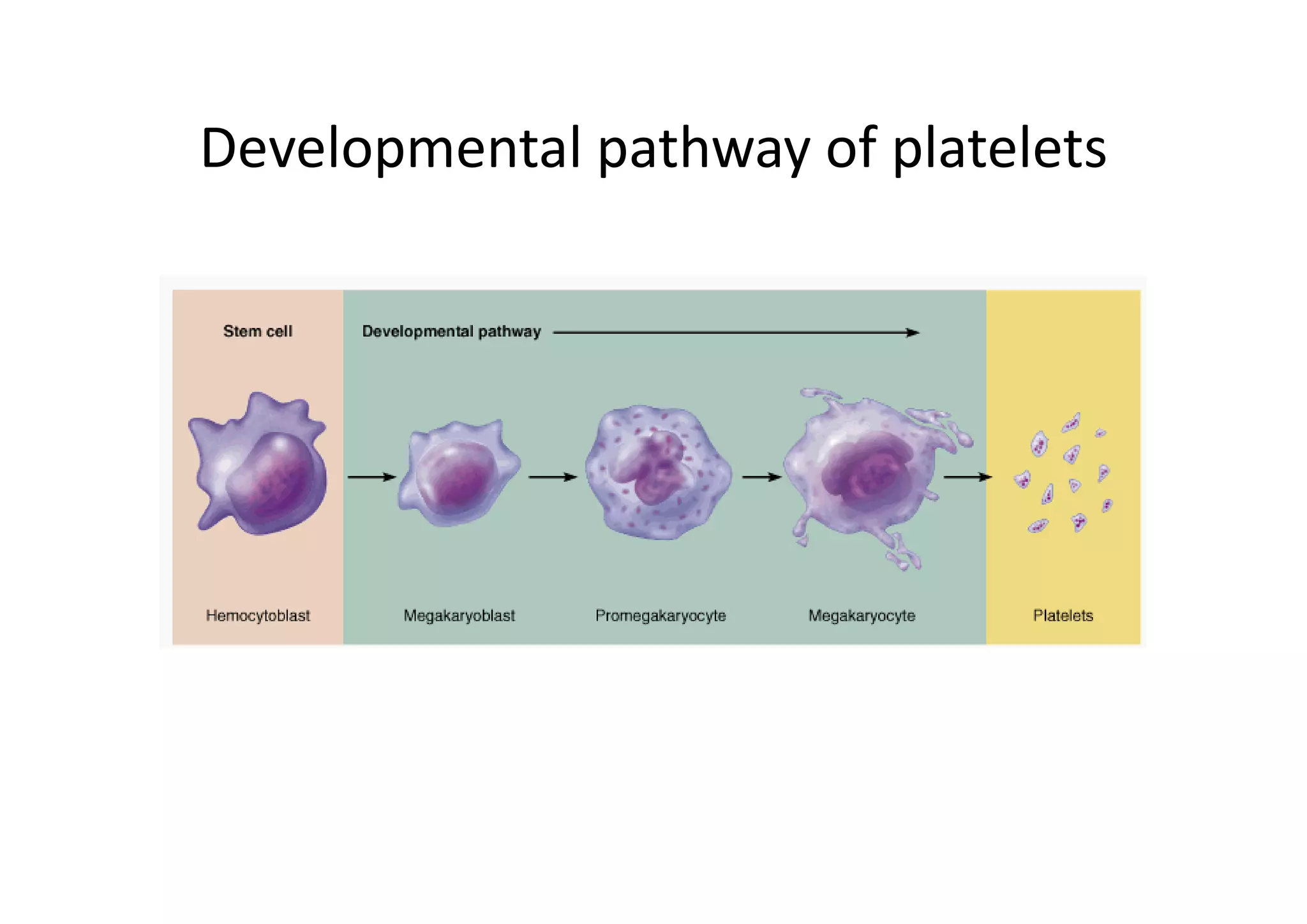 Platelets | PDF