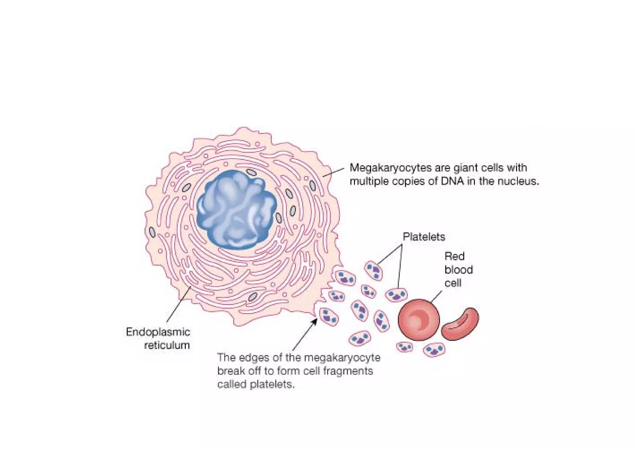 Platelets | PPT