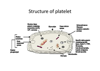 Platelet Structure Diagram