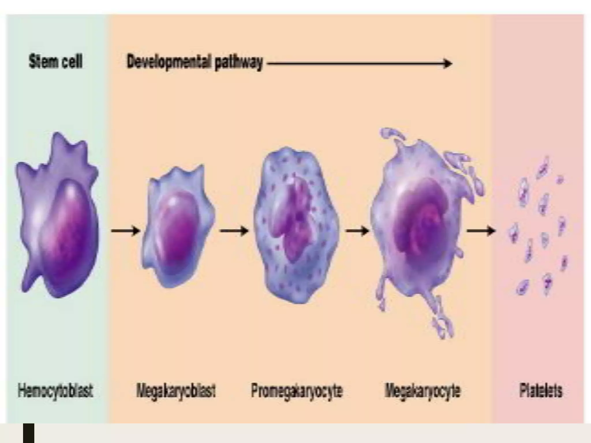 Platelets (The Guyton and Hall Physiology) | PPTX