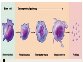 Platelets (The Guyton and Hall Physiology) | PPTX