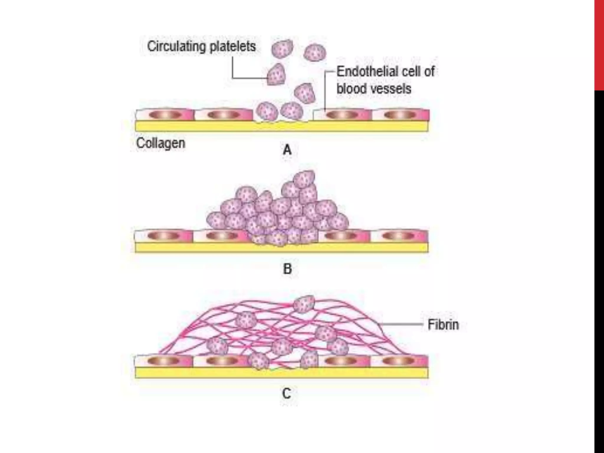 Platelets and Hemostasis.pptx