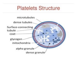 Thrombocytes Structure