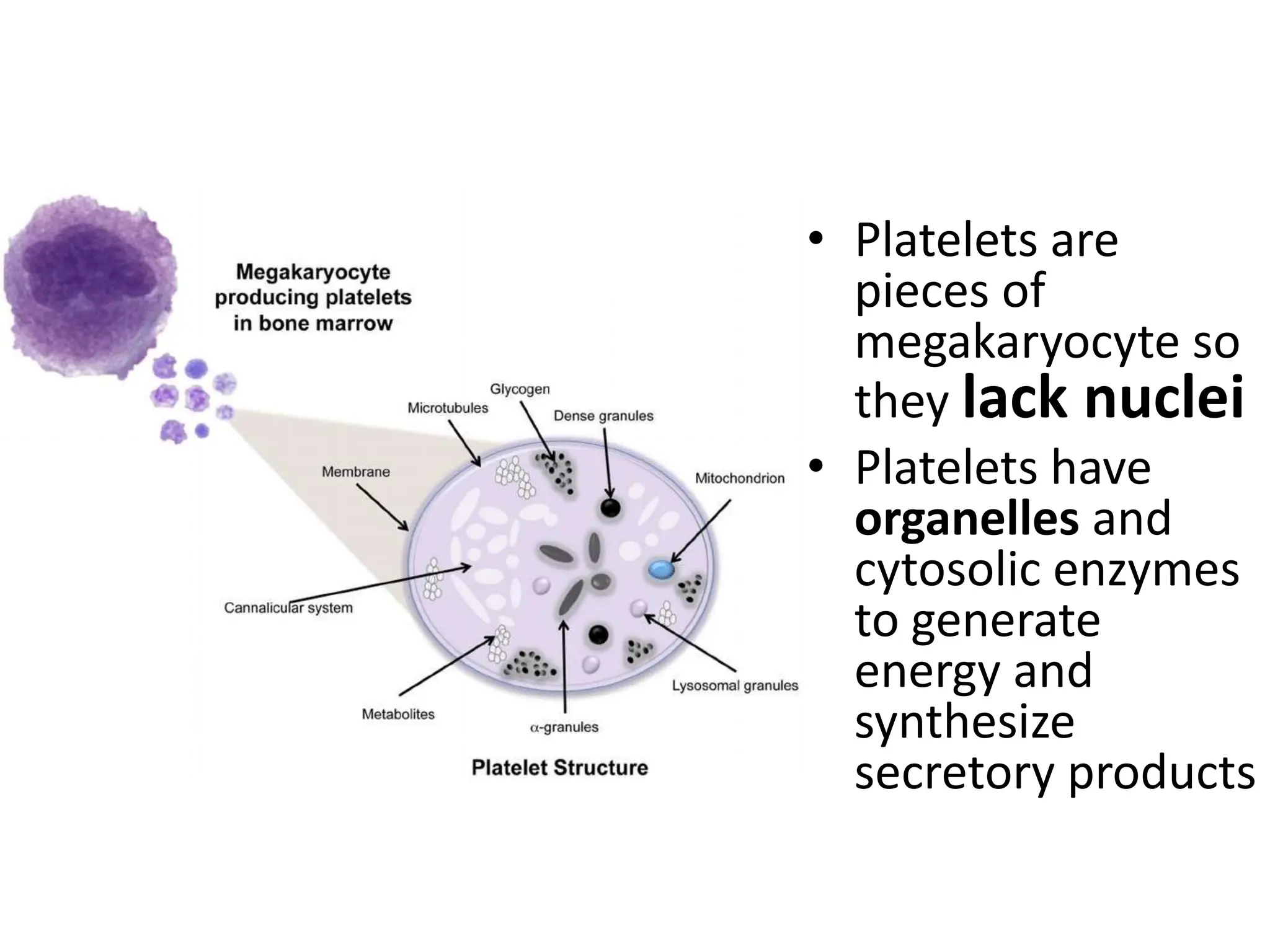 Blood Physiology Structure and characteristics of Platelets.pptx