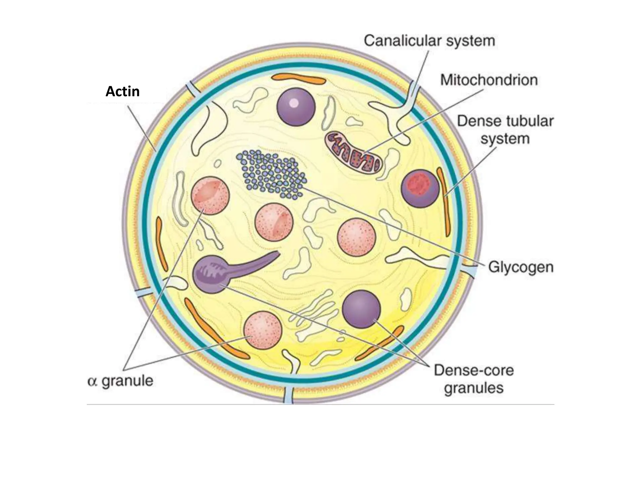 Blood Physiology Structure and characteristics of Platelets.pptx