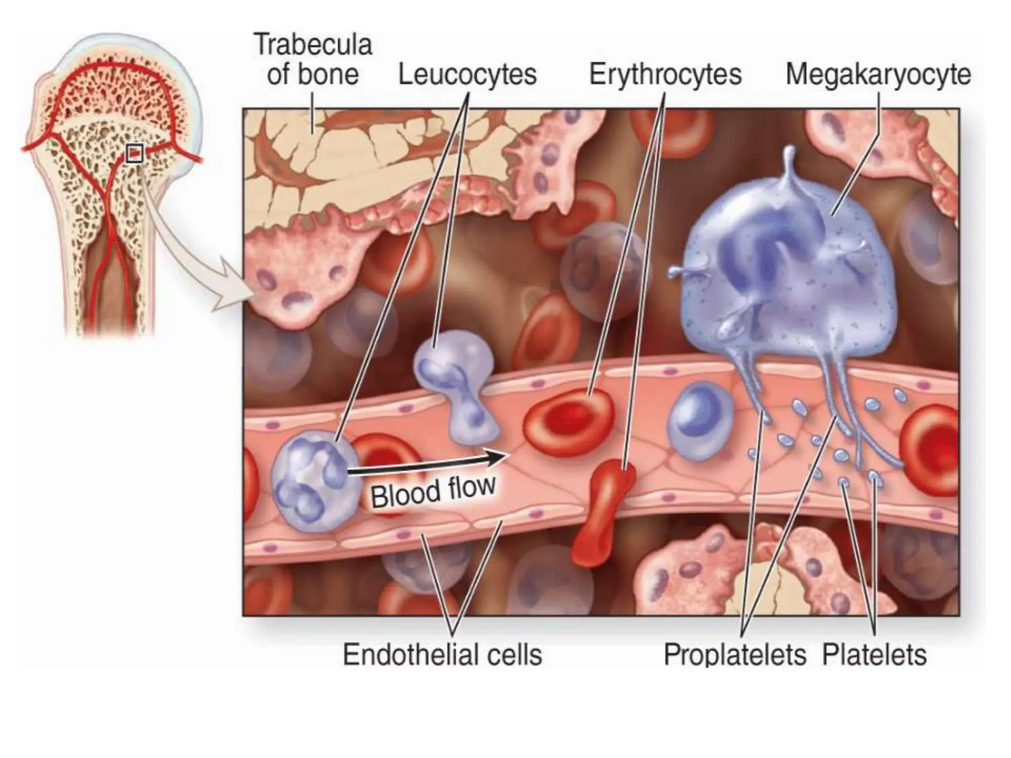 Blood Physiology Structure and characteristics of Platelets.pptx