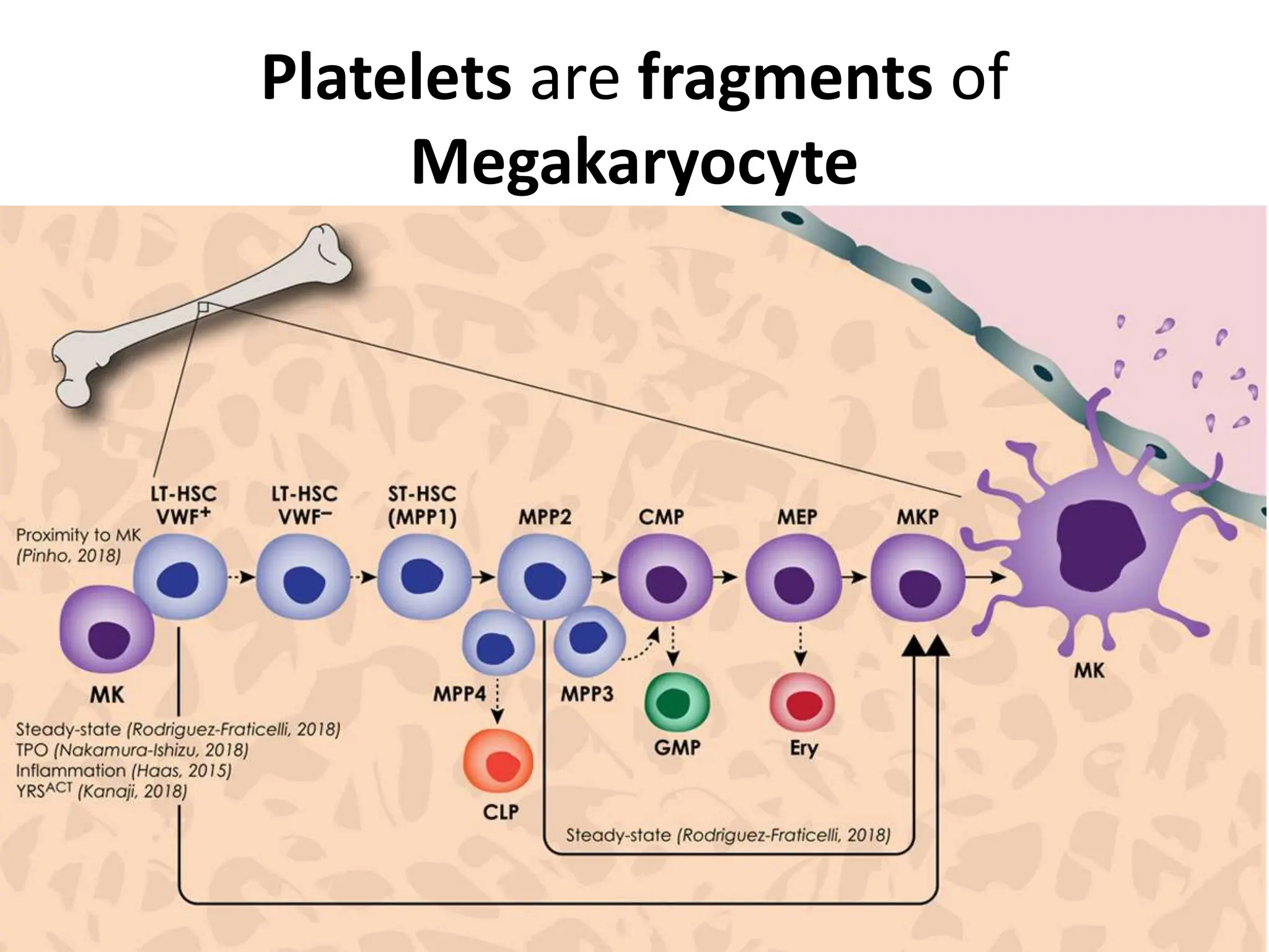 Blood Physiology Structure and characteristics of Platelets.pptx