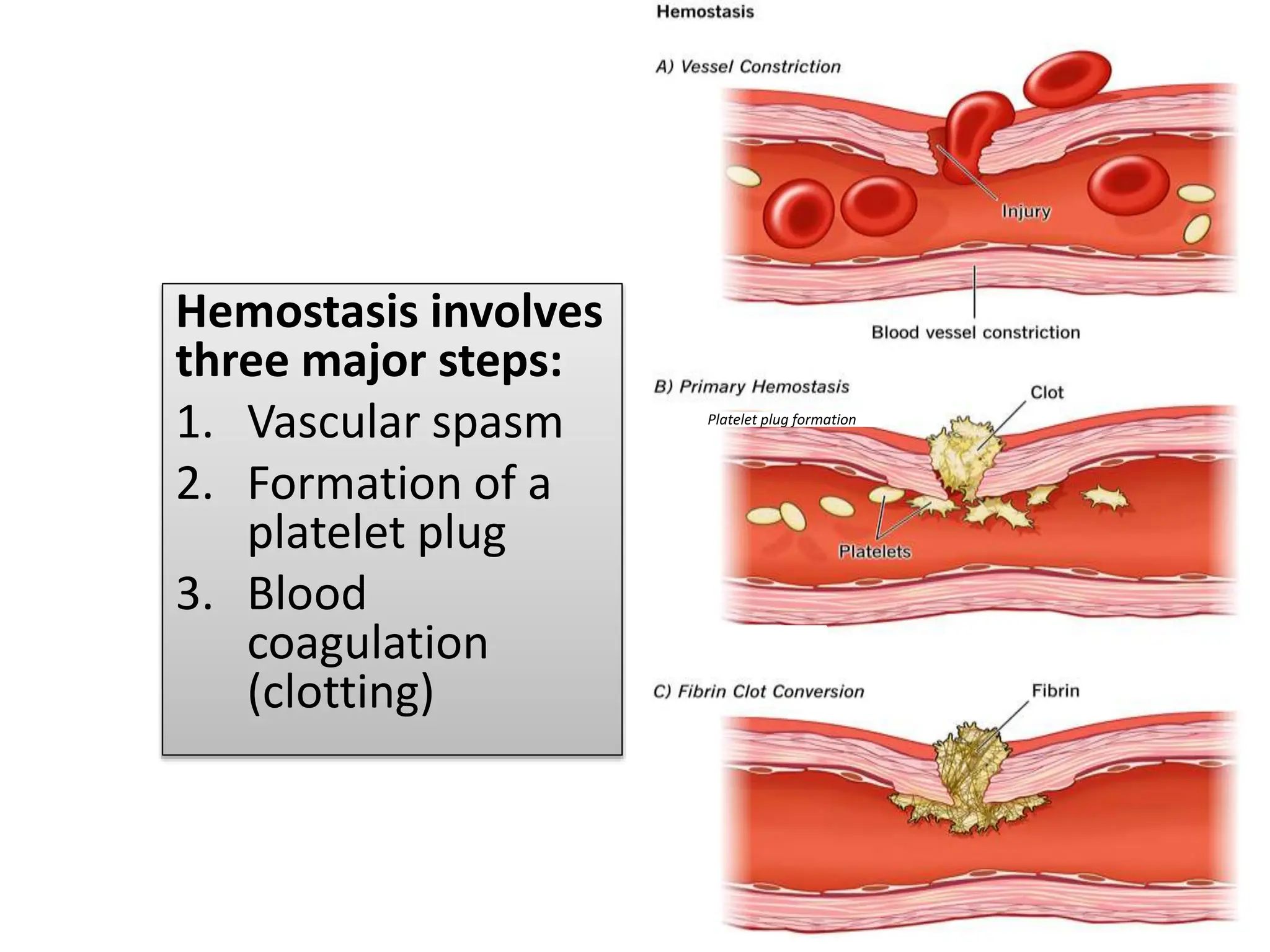 Blood Physiology Structure and characteristics of Platelets.pptx