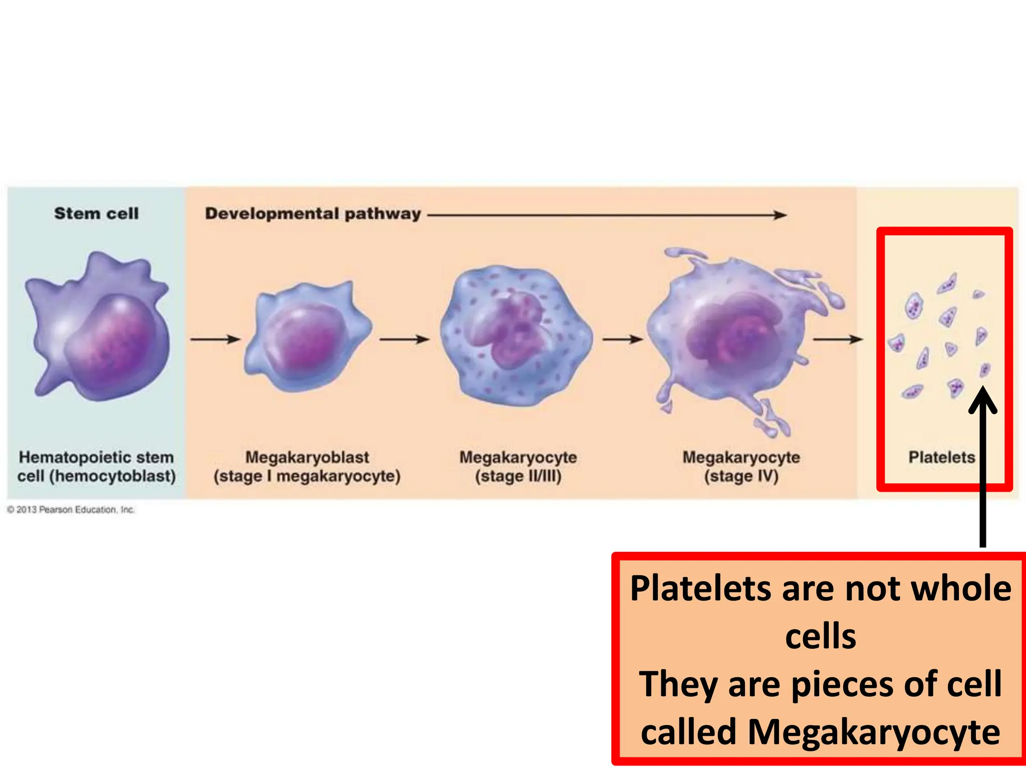 Blood Physiology Structure and characteristics of Platelets.pptx