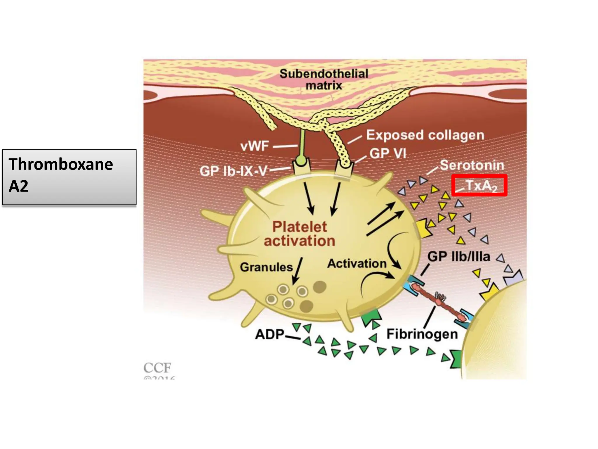 Blood Physiology Structure and characteristics of Platelets.pptx