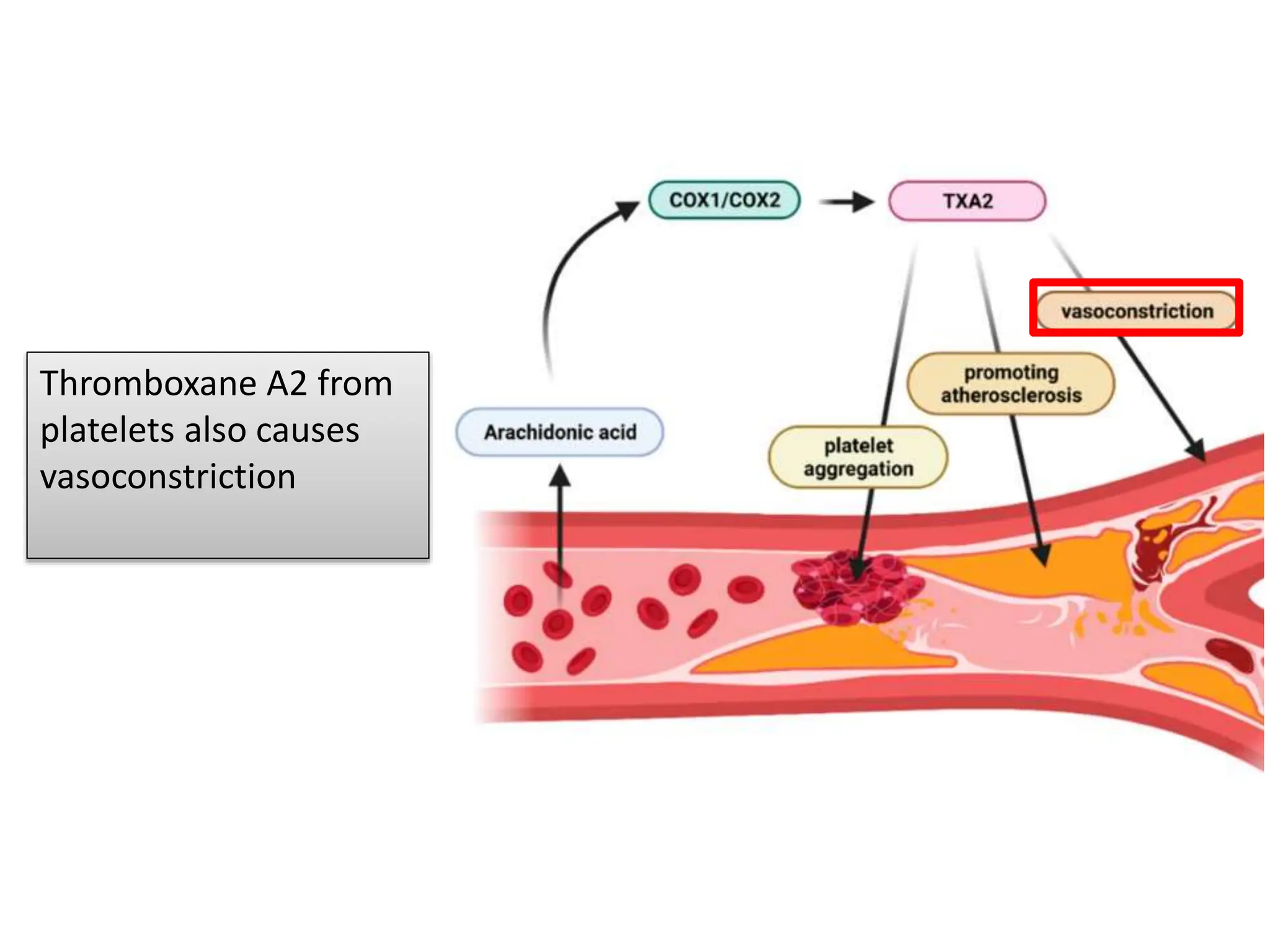 Blood Physiology Structure and characteristics of Platelets.pptx