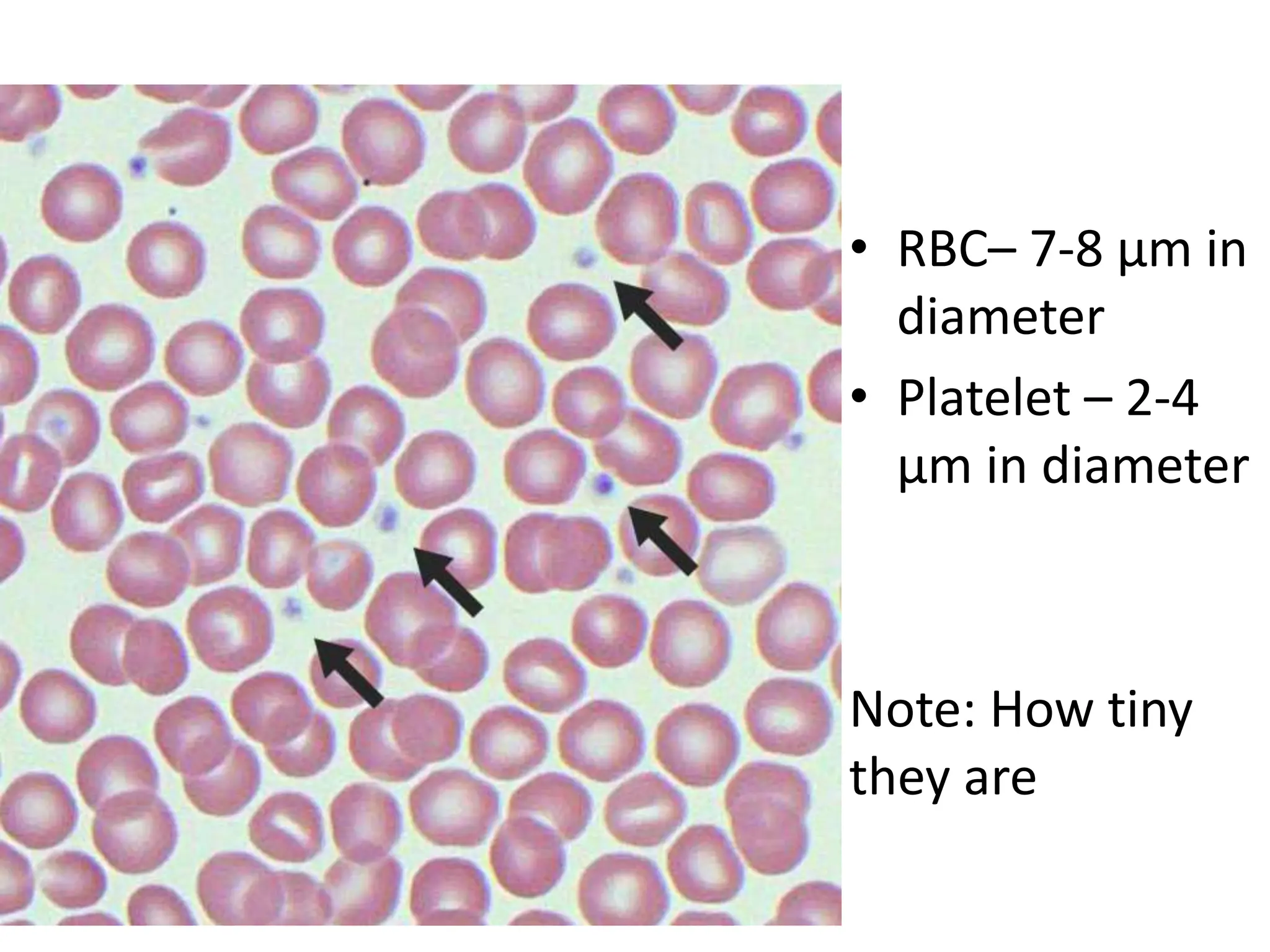 Blood Physiology Structure and characteristics of Platelets.pptx