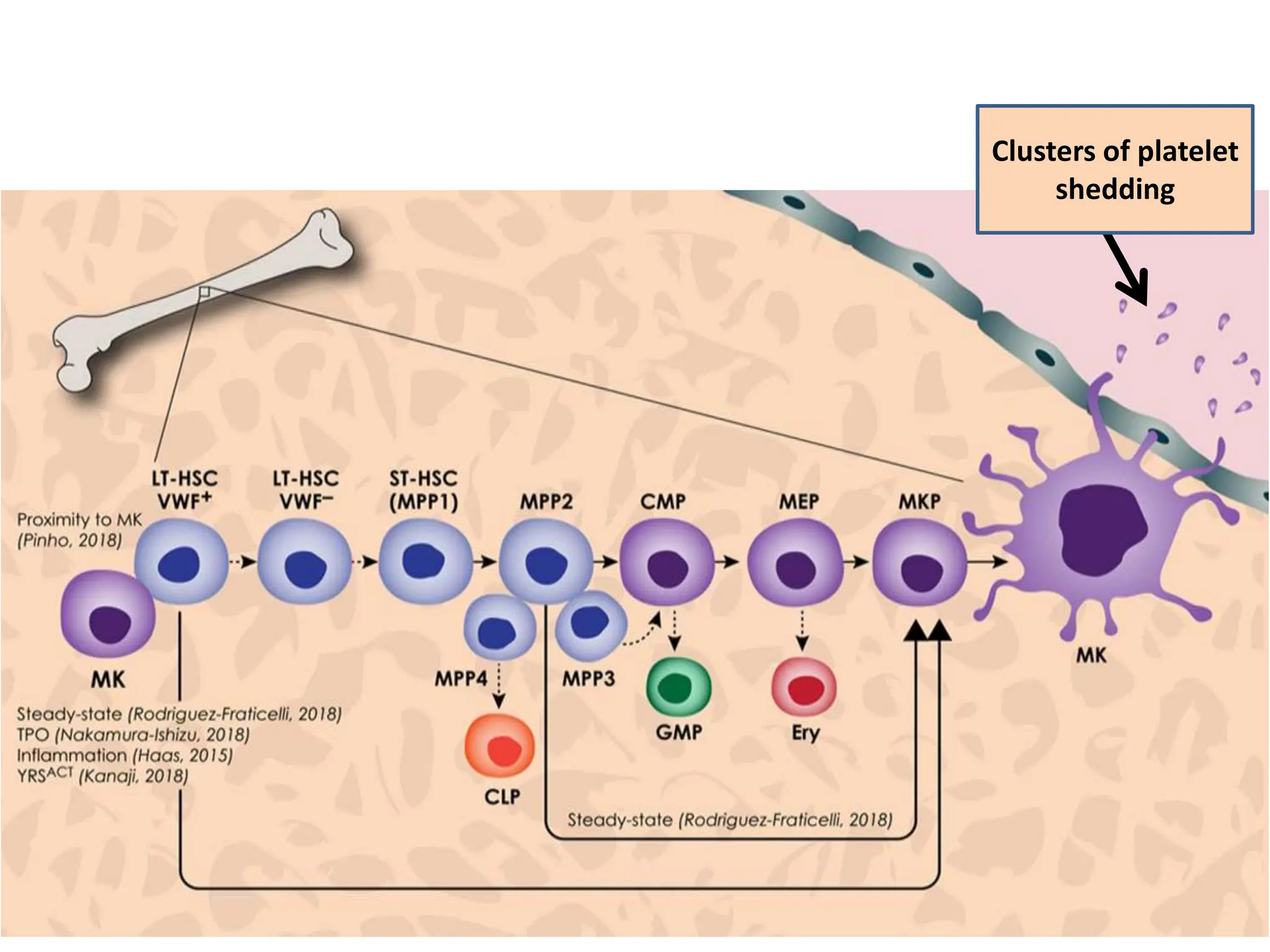Blood Physiology Structure and characteristics of Platelets.pptx