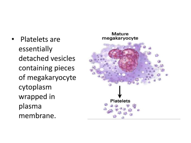 Blood Physiology Structure and characteristics of Platelets.pptx
